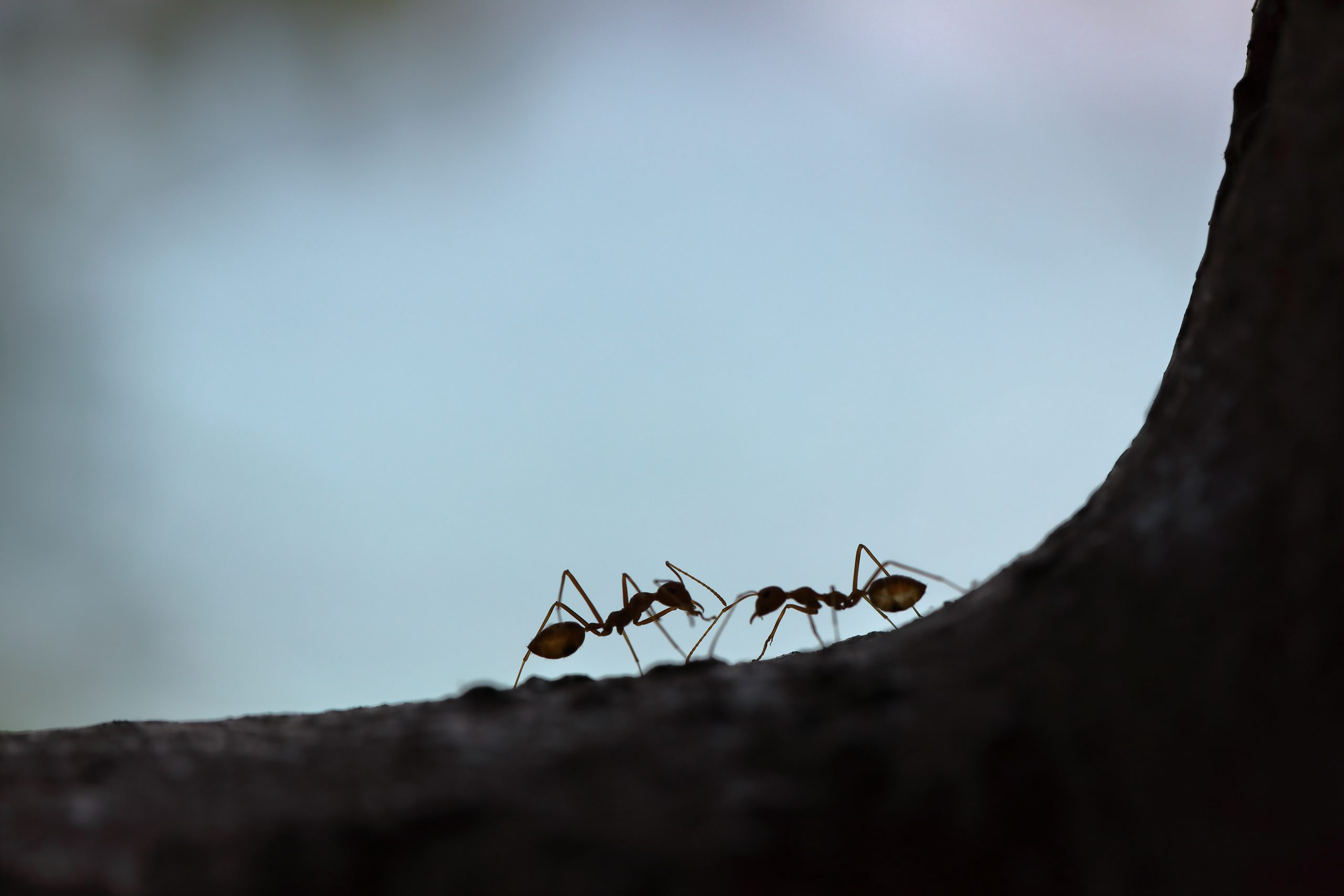 Personal Experience with Ant Forms — instea Blog | instea